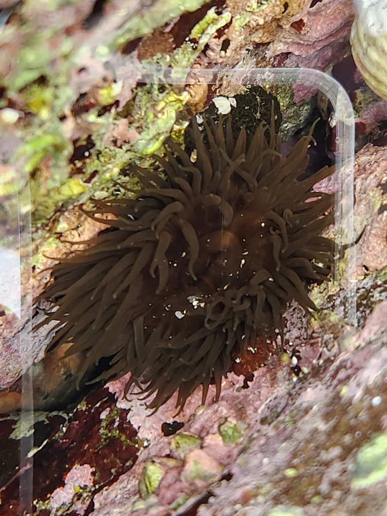 Green snakelock anemone from Tura Beach NSW 2548, Australia on March 23 ...