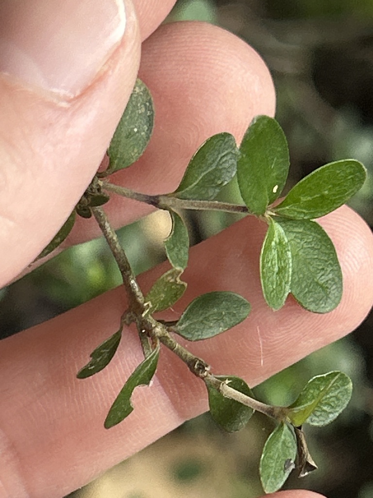 Coprosma from Omahu Bush Reserve, Tai Tapu, Canterbury, NZ on March 23 ...