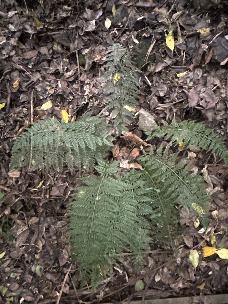 hen and chickens fern from Selwyn, NZ-CA, NZ on March 23, 2025 at 09:11 ...