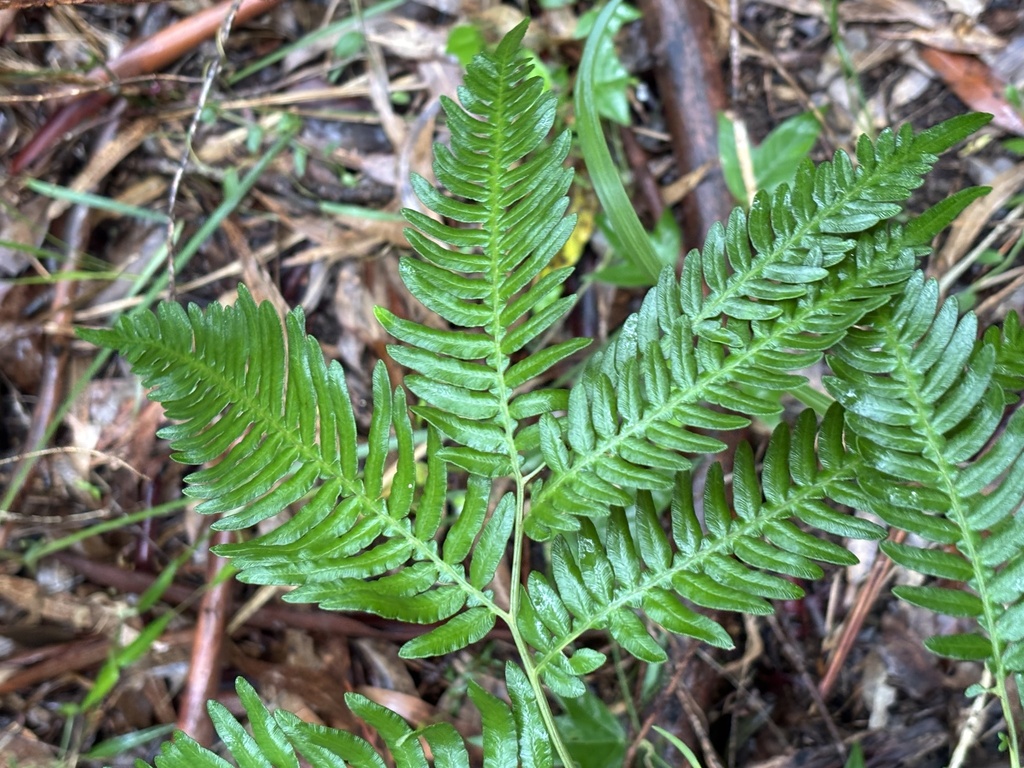 Austral Bracken from Coomba Park, NSW, AU on March 23, 2025 at 08:35 AM ...