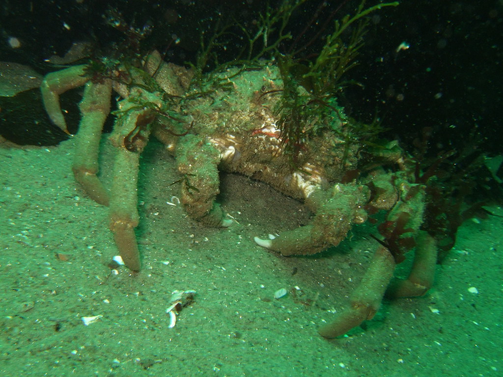 Sheep Crab (China Cove Organisms) · iNaturalist