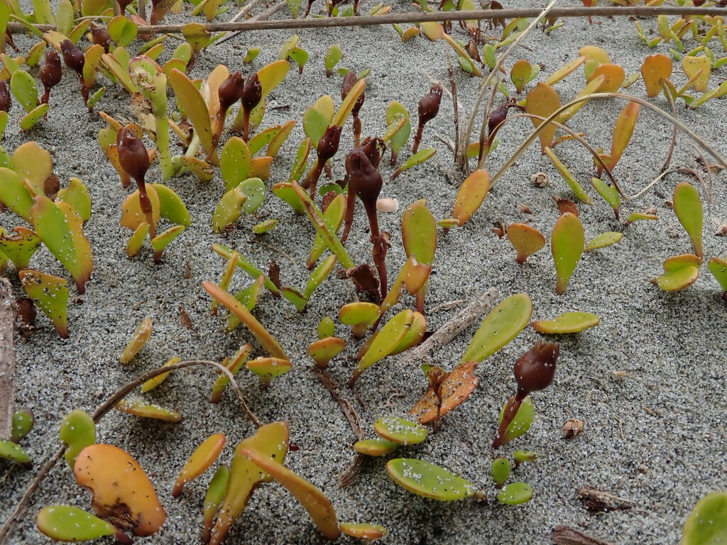 Selliera from Foxton Beach, New Zealand on March 23, 2025 at 11:30 AM ...