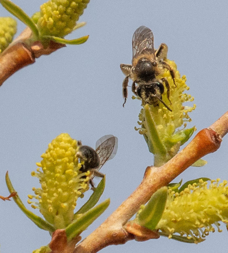 Mining Bees from Ash Meadows NWR, Nye County, NV, USA on March 20, 2025 ...