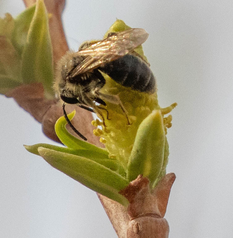 Mining Bees from Ash Meadows NWR, Nye County, NV, USA on March 20, 2025 ...