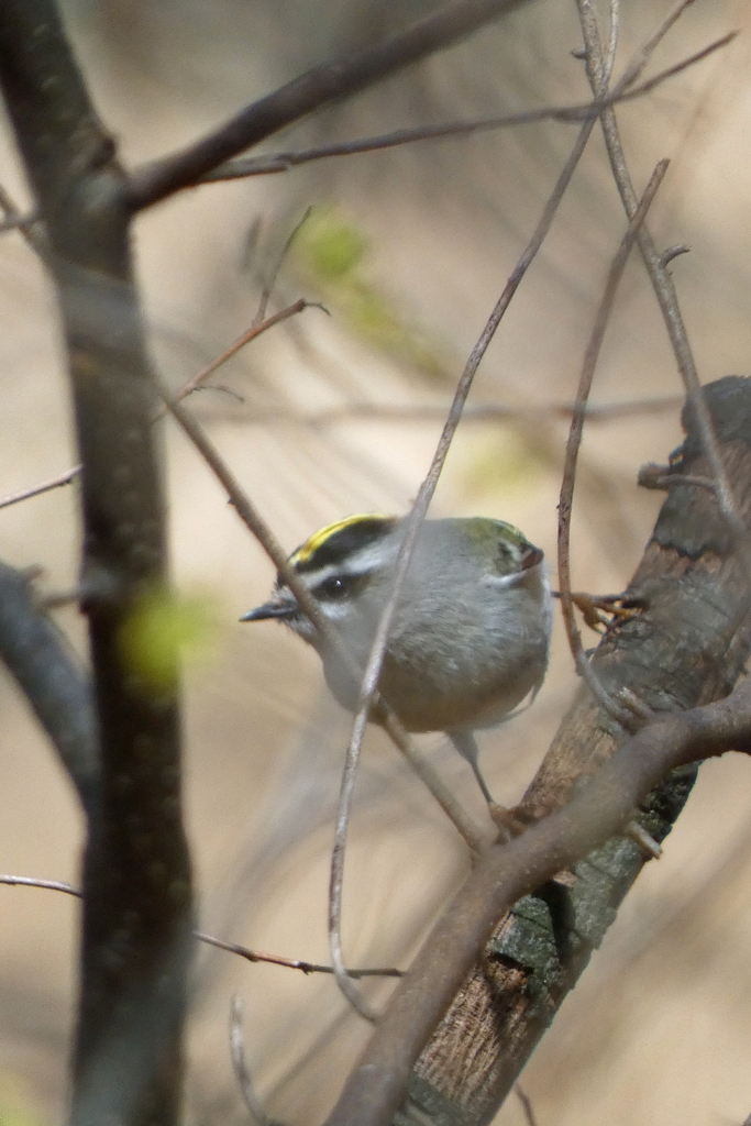 Golden-crowned Kinglet from Taylor Memorial Arboretum, 10 Ridley Dr ...