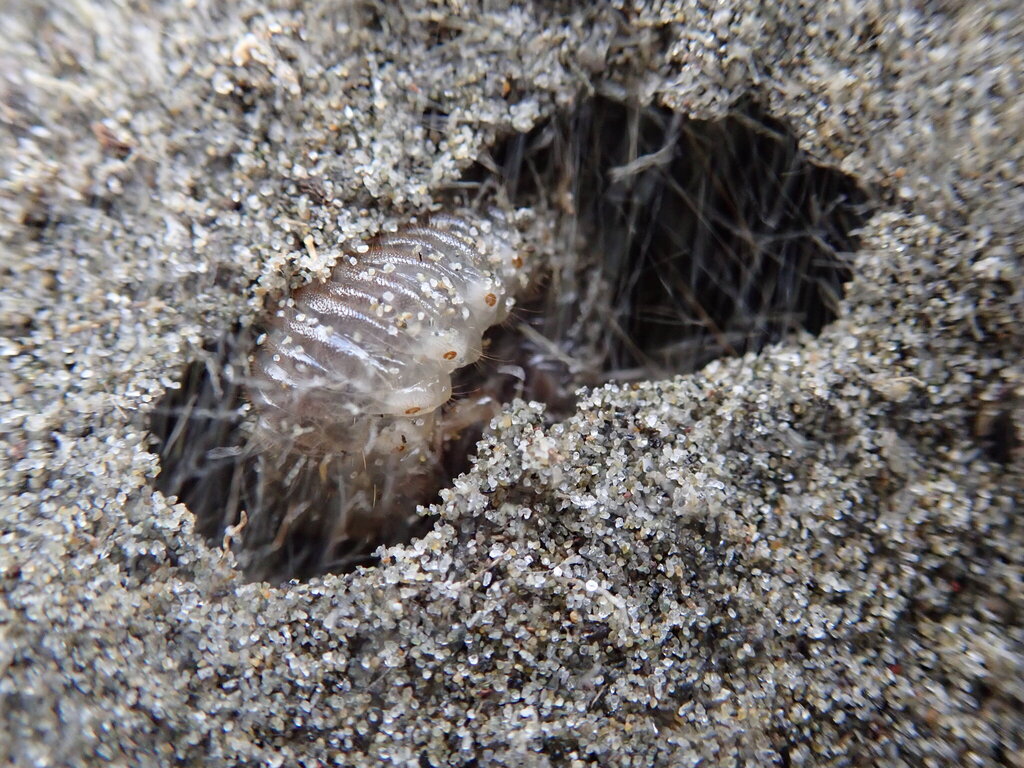 Large Sand Scarab from Foxton Beach, New Zealand on March 23, 2025 at ...