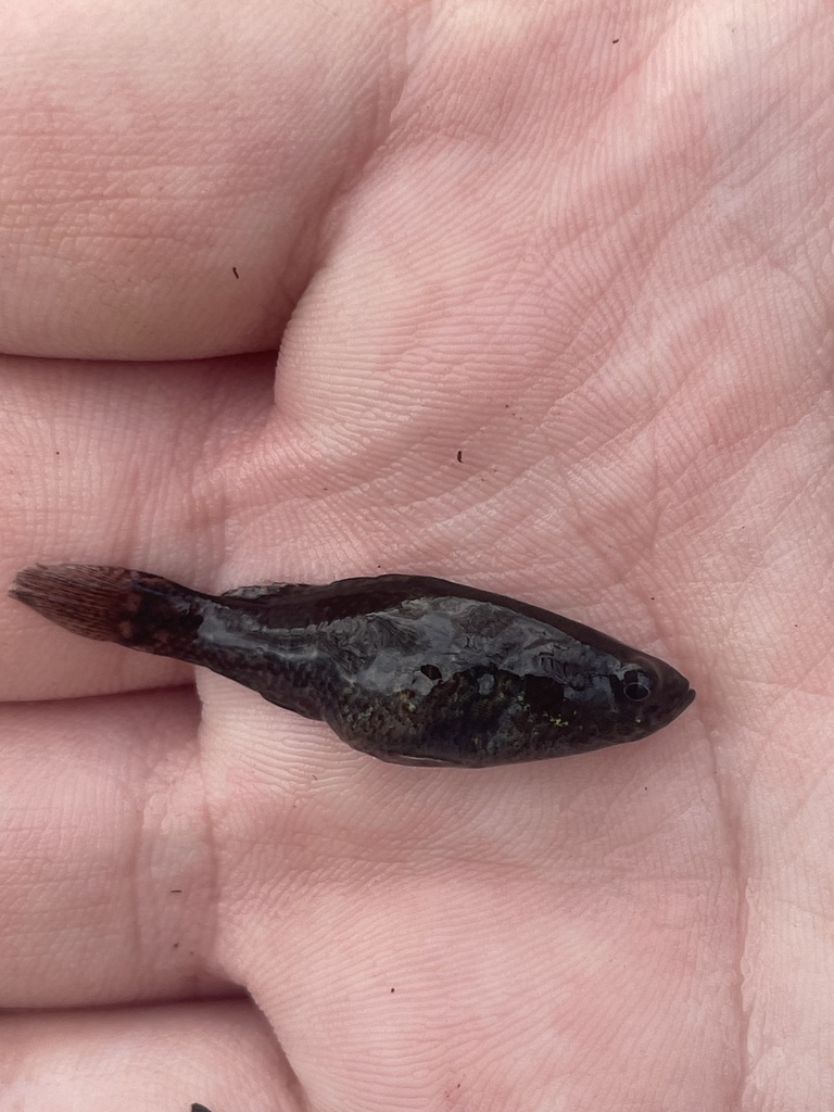 Banded Pygmy Sunfish from Fosters Loop Rd, Fosters, AL, US on March 18 ...