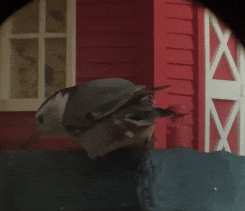 Slender-billed White-breasted Nuthatch from Elmira, OR, USA on March 22 ...