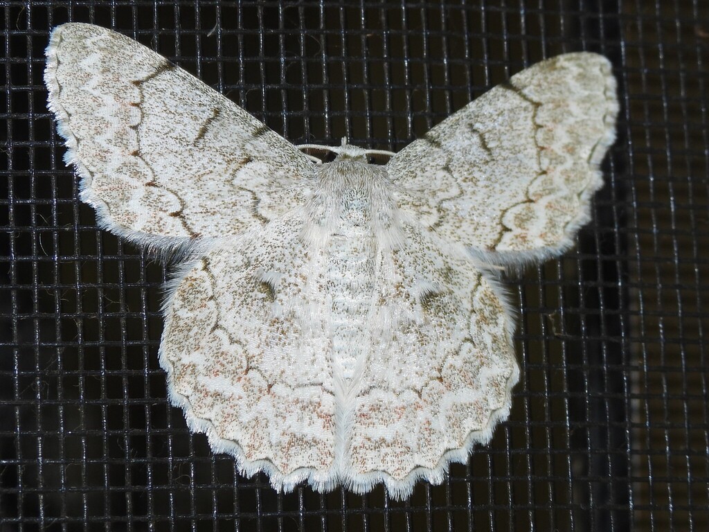 White Looper Moth from Coomba Park NSW 2428, Australia on March 23 ...