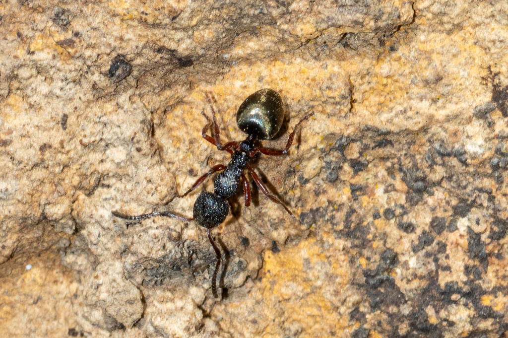 Dolichoderus scabridus from Scott Creek Conservation Park, SA ...