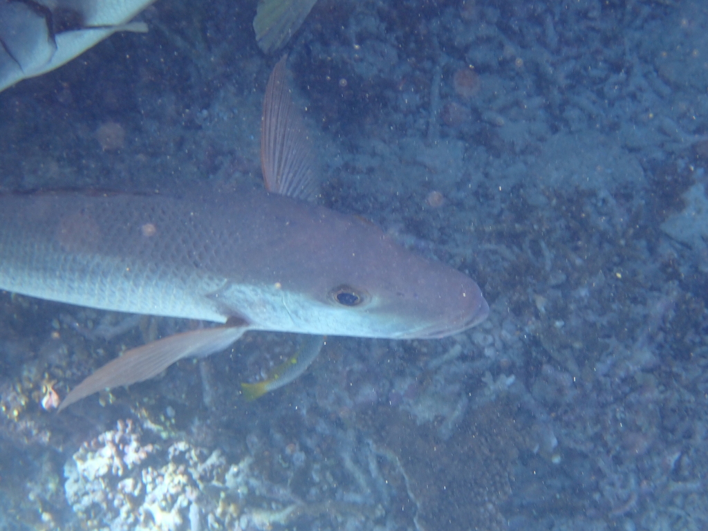 Mangrove Red Snapper from Lady Elliot Island, Queensland 4670 ...