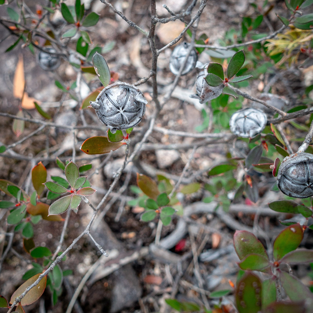 large-fruited tea tree from Wollangambe NSW 2790, Australia on March 22 ...