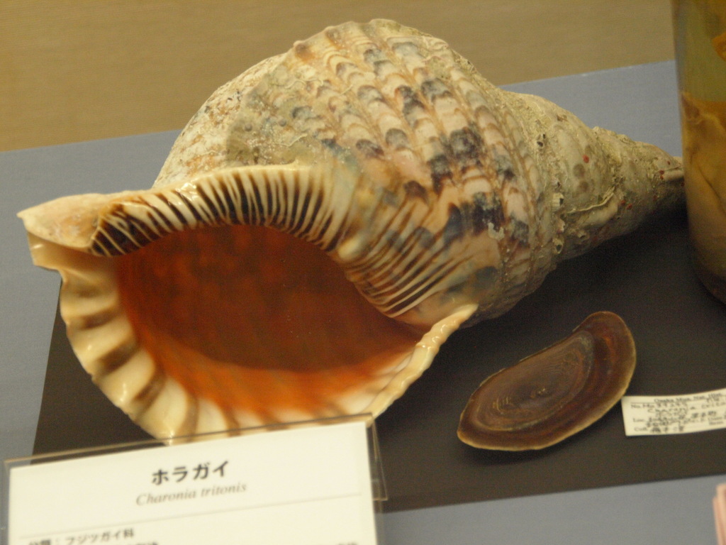 Giant Triton Snail from 日本、大阪府大阪市東住吉区 on February 23, 2025 at 01:01 PM ...