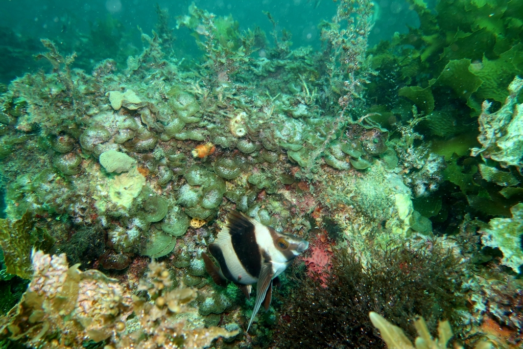 Magpie Perch from Rapid Bay jetty on March 22, 2025 at 10:10 AM by ...