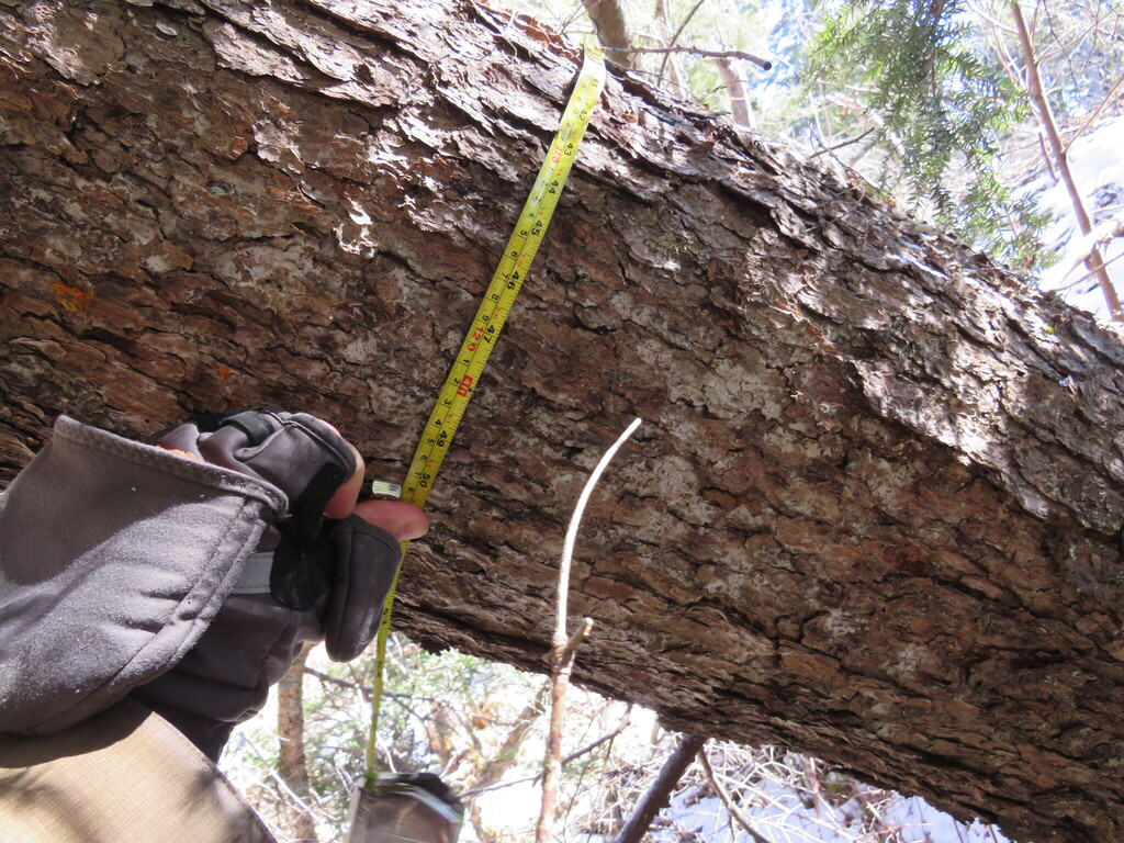 red spruce in March 2024 by Owen Clarkin. mature tree in a stand of Red ...