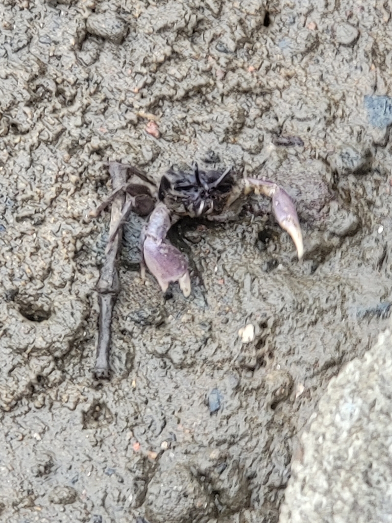 Semaphore Crab from Illawong NSW 2234, Australia on March 23, 2025 at ...