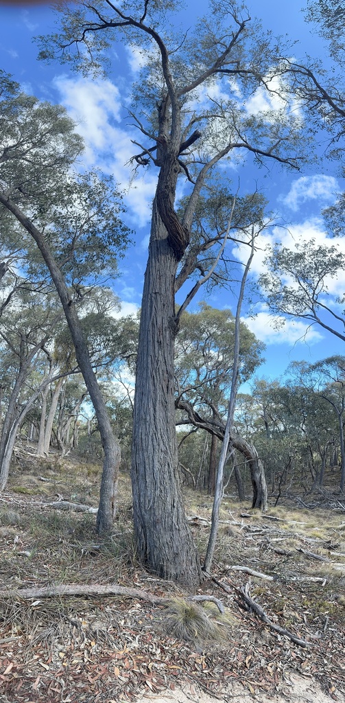Red Stringybark from Hepburn Regional Park, Basalt, VIC, AU on March 17 ...