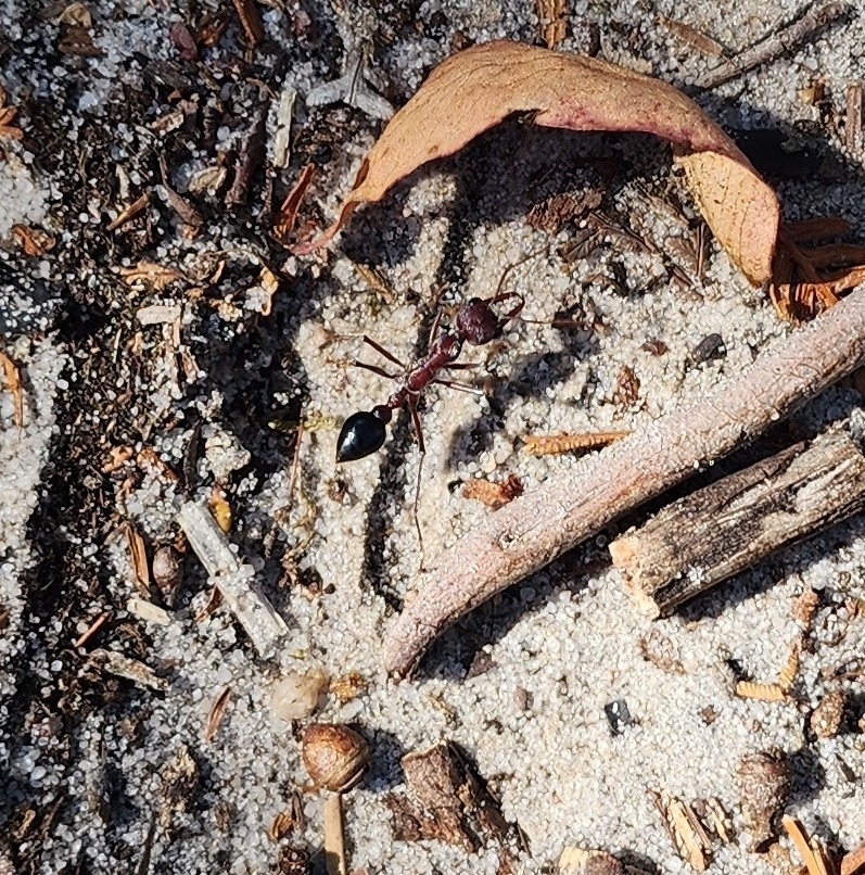 Australian Red Bull Ant from Langwarrin VIC 3910, Australia on March 23 ...