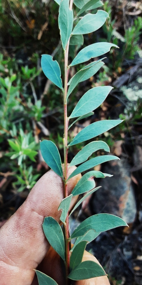 box-leaved wattle from Sunny Corner State Forest, Dark Corner NSW 2795 ...