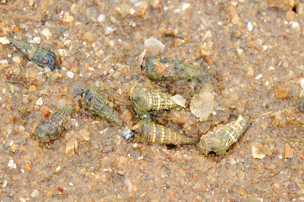 Pirenella from Port Hedland on March 19, 2025 at 08:10 AM by dorisreef ...