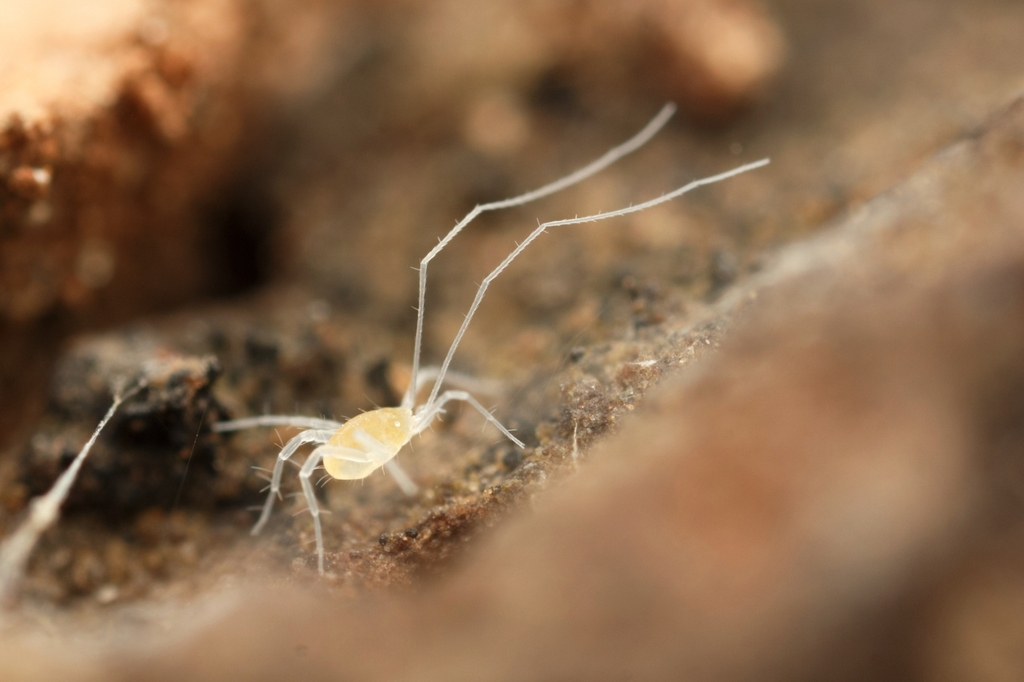 Linopodes from Simi Valley, CA 93063, USA on March 22, 2025 at 05:31 PM ...