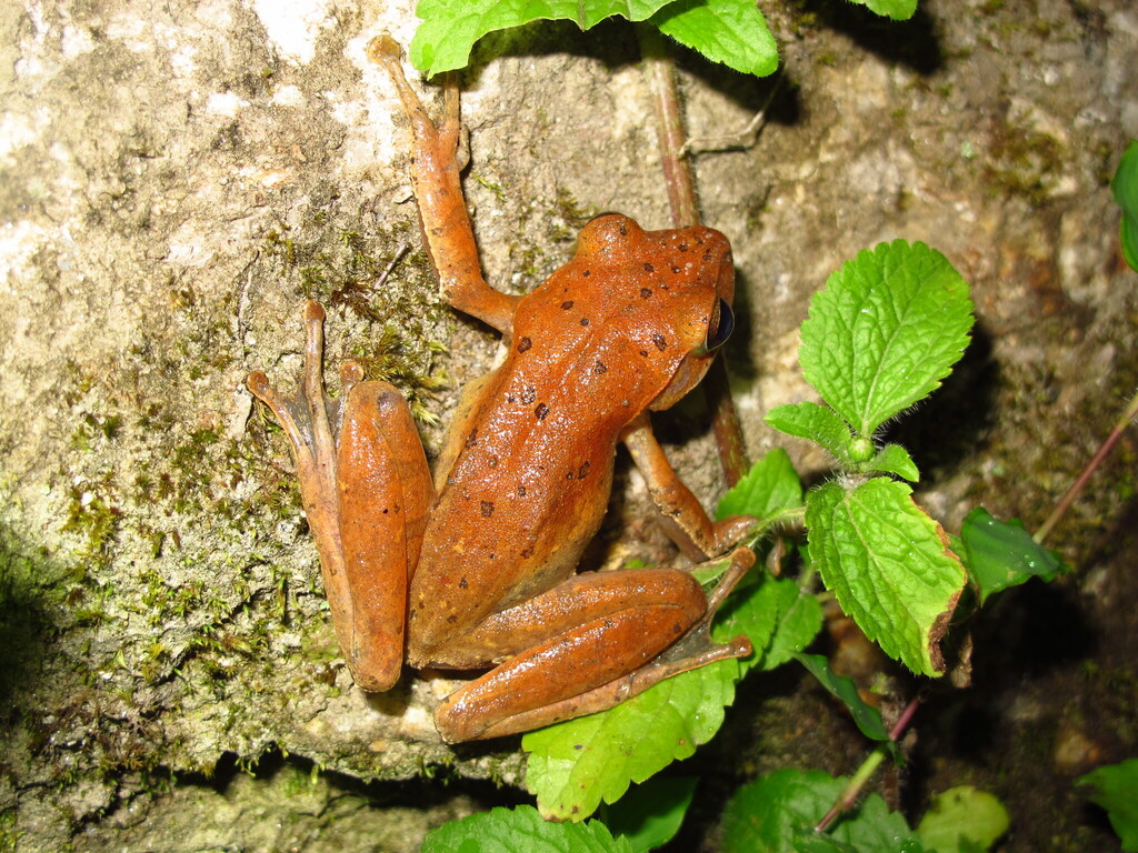 Taiwan Whipping Frog from 中国西藏自治区林芝市墨脱县 on July 29, 2012 at 10:54 PM by ...