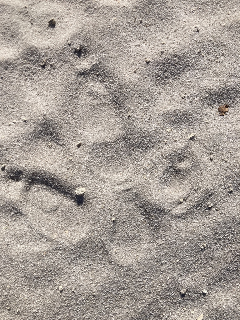 Mainland Emu from Gnangara-Moore River State Forest, Pinjar, WA, AU on ...