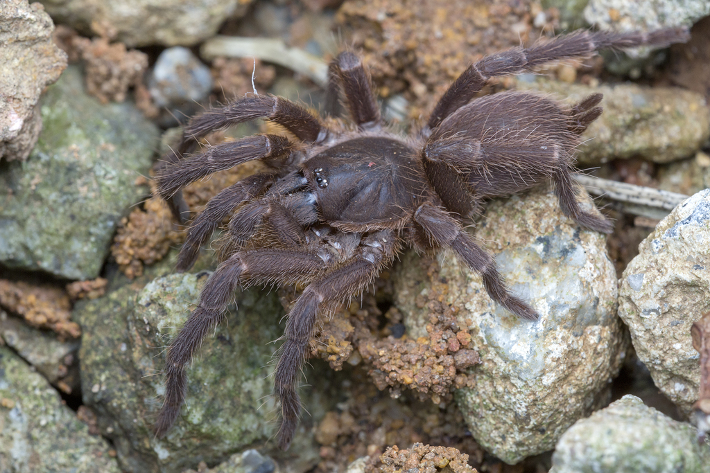 Phlogiellus (Tarantula guide of the World) · iNaturalist