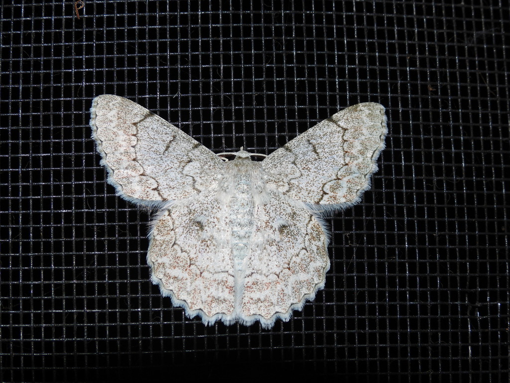 White Looper Moth from Coomba Park NSW 2428, Australia on March 23 ...
