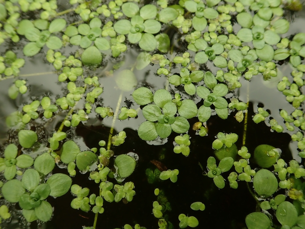 Pond water-starwort (Lacamas Prairie Non-Native Species) · iNaturalist