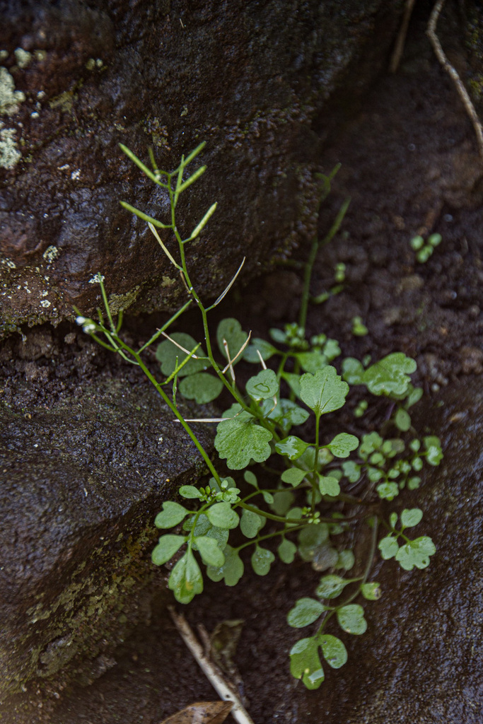 Bittercresses and Toothworts from Victoria Falls, Hwange, Zimbabwe on ...