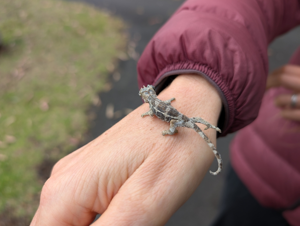 Yellow-crested Jackson's Chameleon from Volcano, HI 96785, USA on March ...