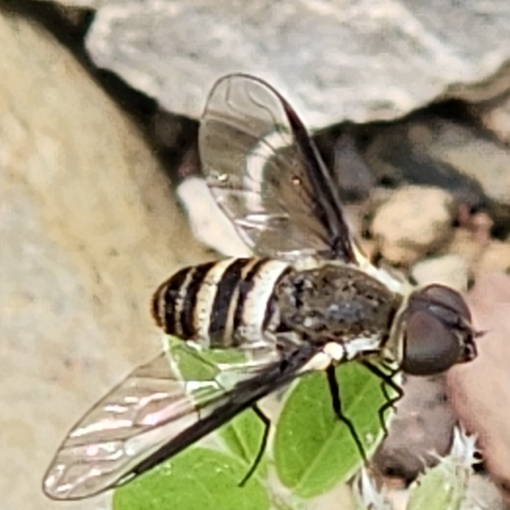 banded bee flies from Upper Brookfield QLD 4069, Australia on March 23 ...