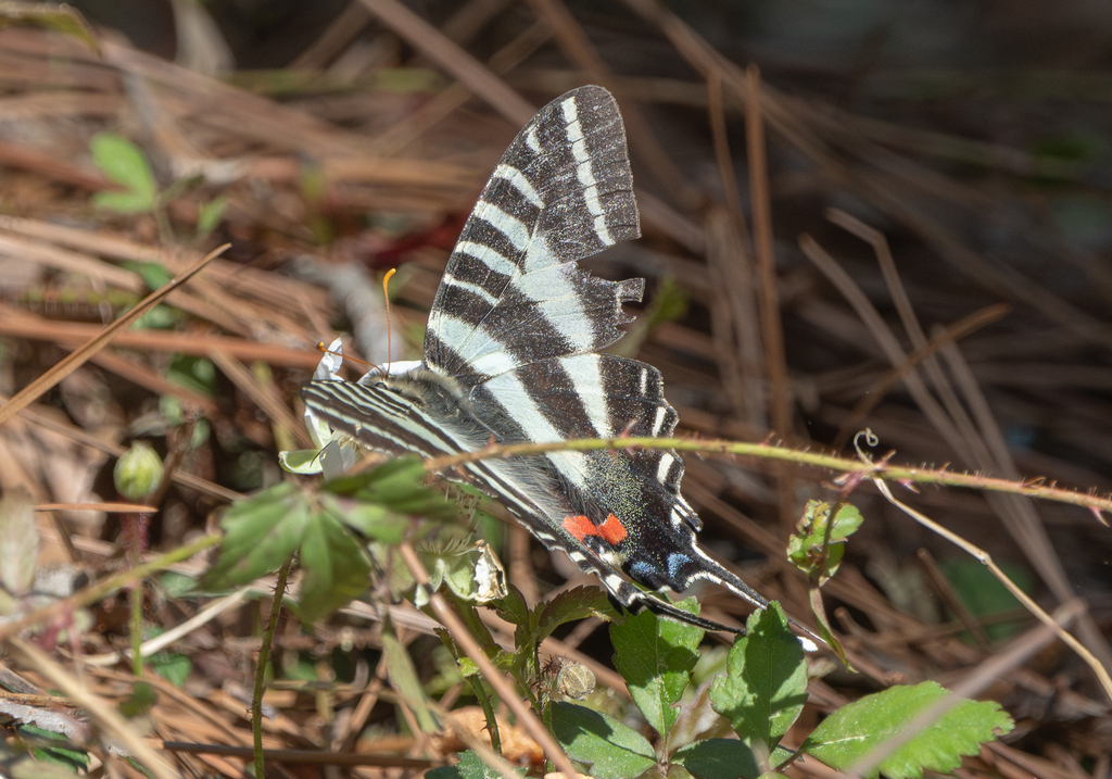 Zebra Swallowtail from Boykin Springs Recreation Area, Angelina ...