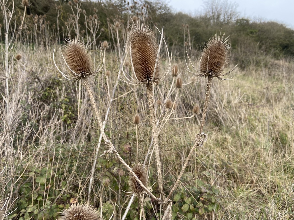 wild teasel from Essex, UK on March 21, 2025 at 03:28 PM by Joss Carr ...