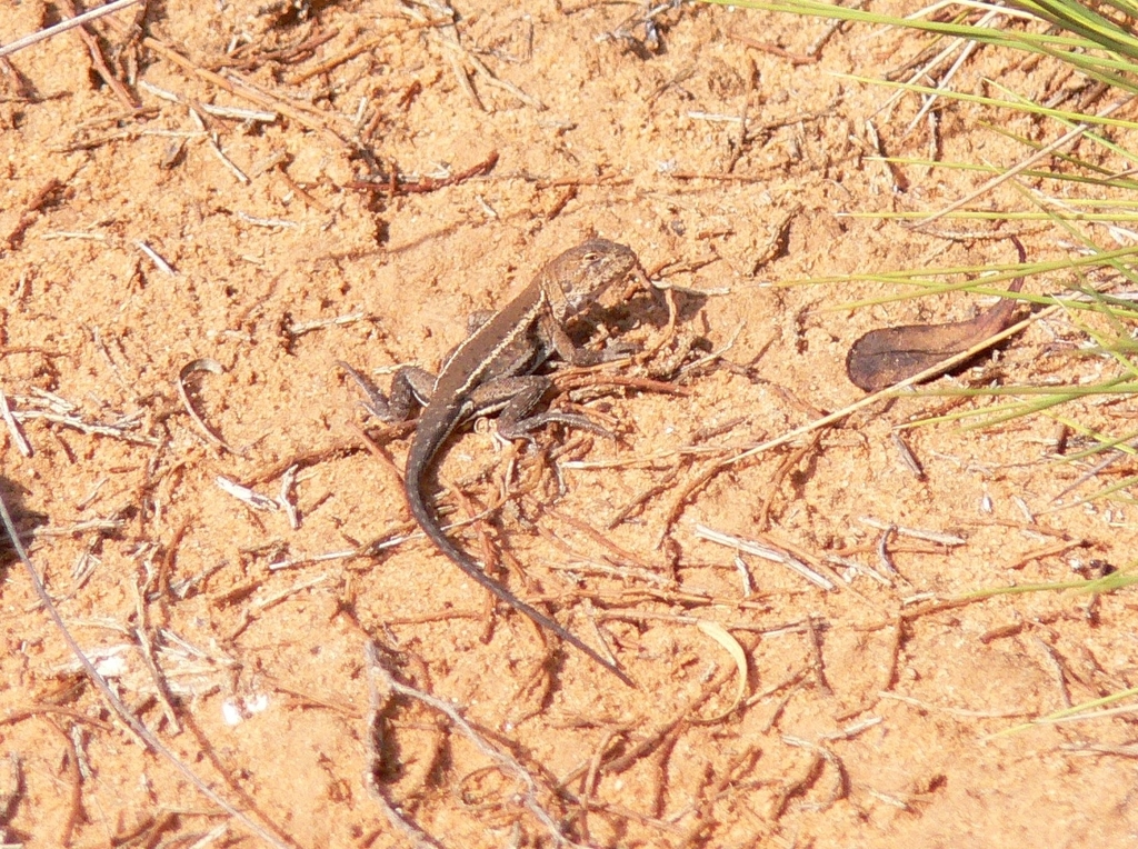 eastern mallee dragon from Swan Reach SA 5354, Australia on March 22 ...