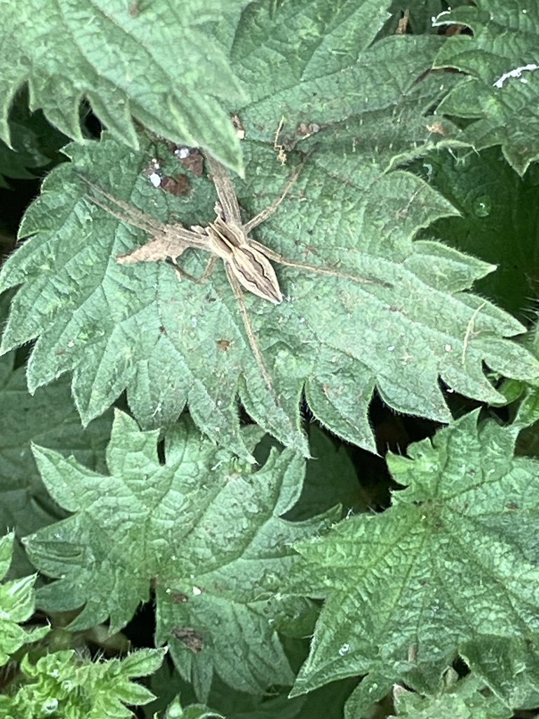 European Nursery Web spider from Fife Road, London, England, GB on ...