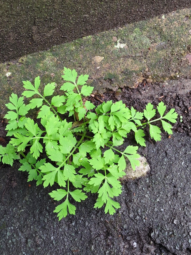 Welsh Poppy from Congleton CW12, UK on March 23, 2025 at 10:49 AM by ...