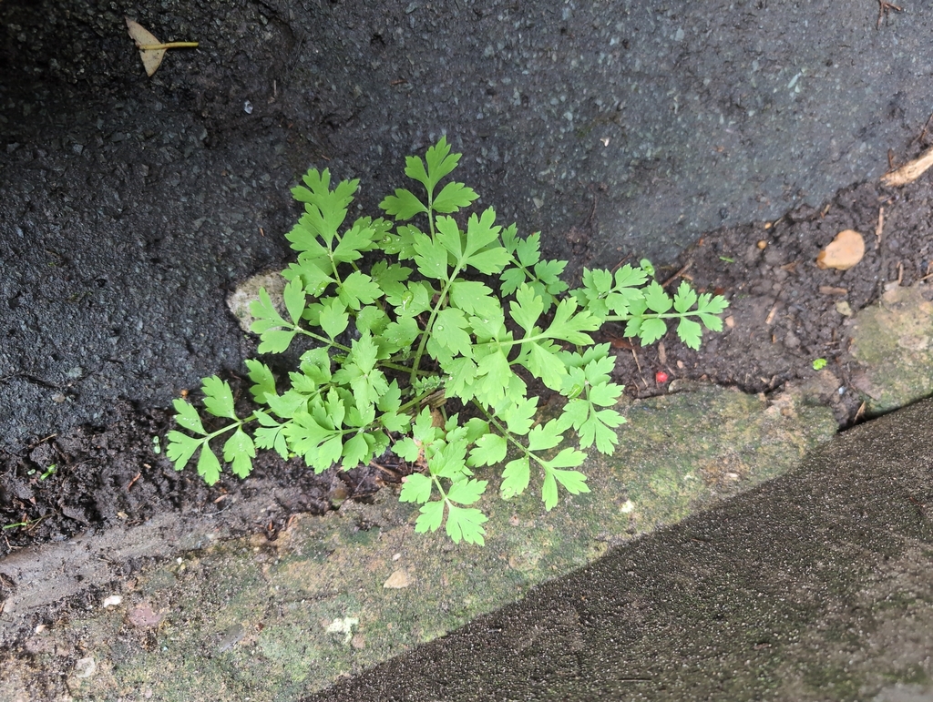 Welsh Poppy from Congleton CW12, UK on March 23, 2025 at 10:49 AM by ...