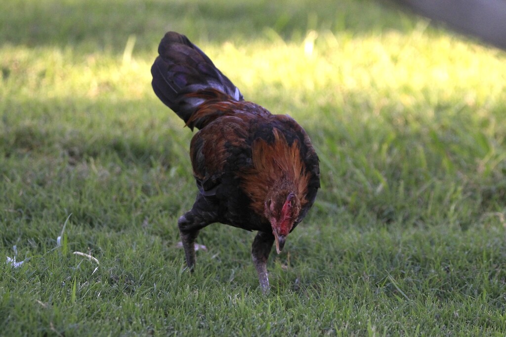 Domestic Chicken from Gympie QLD 4570, Australia on February 9, 2025 at ...