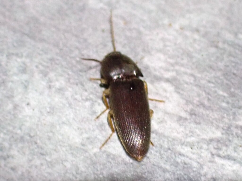 Pasture Wireworm from Millaa Millaa QLD 4886, Australia on March 23 ...