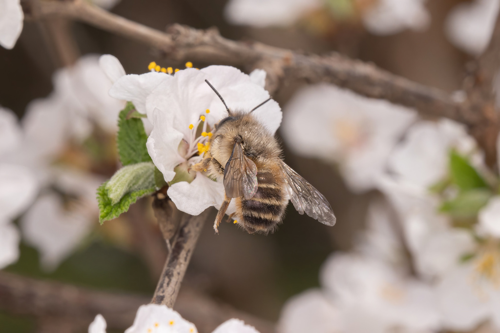 Mason Bees from 中国北京市海淀区 on March 23, 2025 at 02:48 PM by Yishen Xiao ...