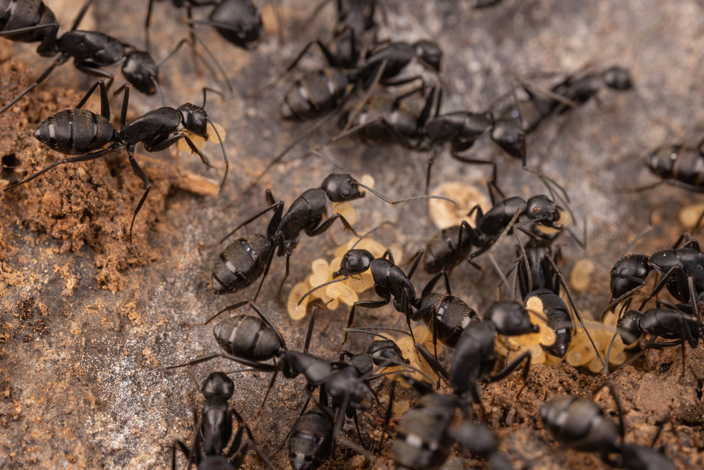Japanese Carpenter Ant from 中国北京市海淀区 on March 23, 2025 at 04:04 PM by ...