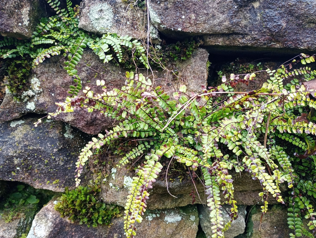 maidenhair spleenwort from Padley Hill, Hope Valley S32 2HE, UK on ...