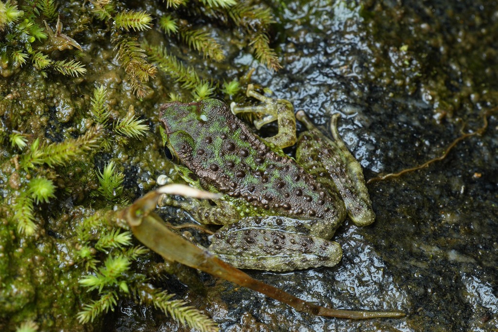 Amolops afghanus from 中国云南省德宏傣族景颇族自治州盈江县 on January 22, 2025 at 09:45 ...