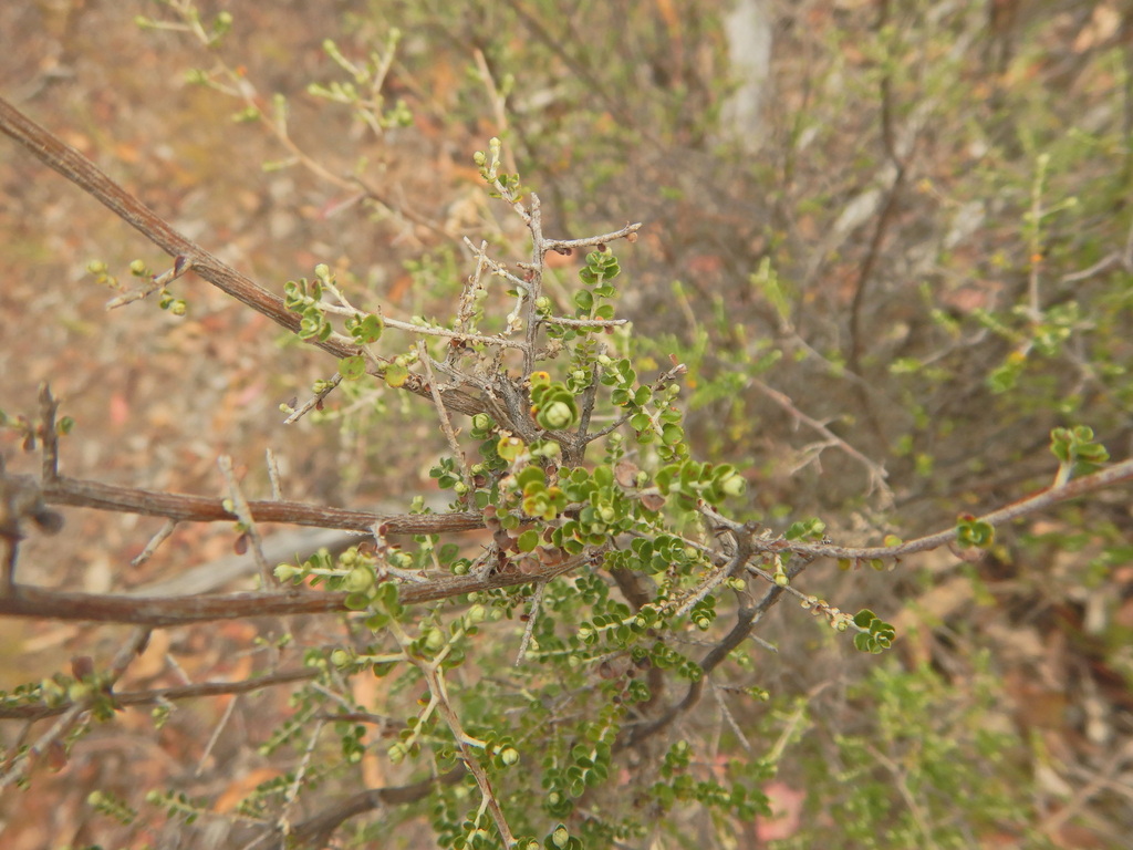 Grey Everlasting from Blowhole Tk (HP39) Basalt VIC 3460, Australia on ...