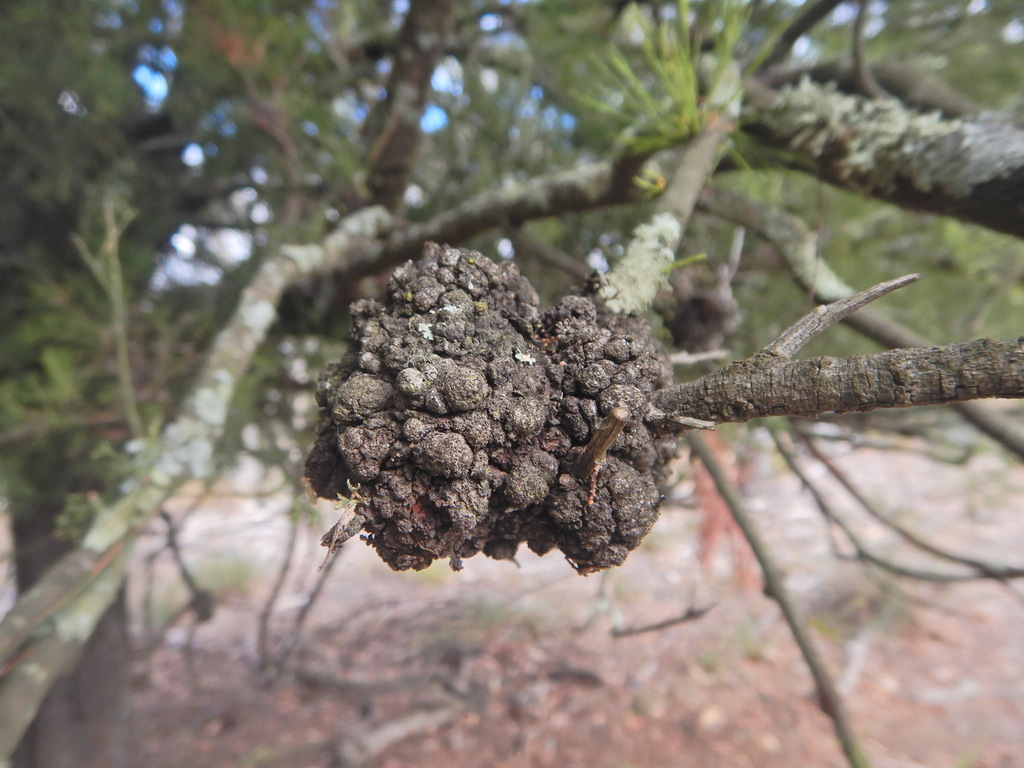 Fungi Including Lichens from Blowhole Tk (HP39) Basalt VIC 3460 ...