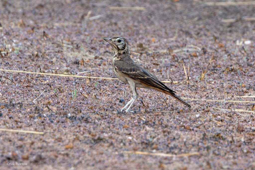 Rufous-rumped Lark from West Gonja, Ghana on March 1, 2025 at 09:57 PM ...