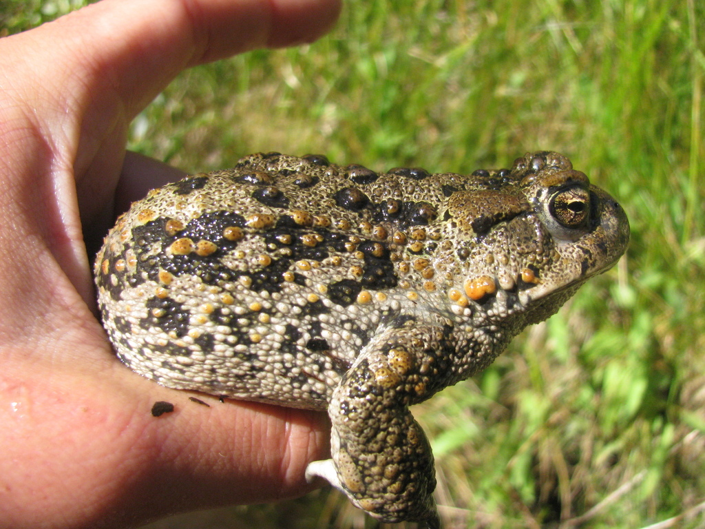 California Toad from Carson-Iceberg Wilderness on August 24, 2013 at 11 ...