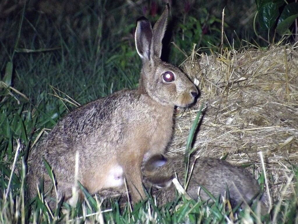 Western European Brown Hare from Glenwood QLD 4570, Australia on ...